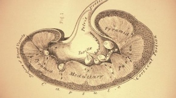 Immunotherapy Plus Targeted Drug in First-Line Kidney Cancer - The ...