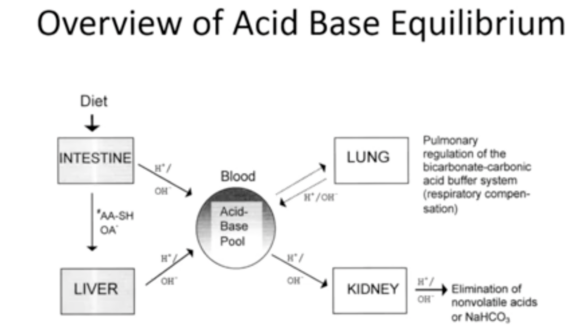 Acid/Base Equilibrium - The Doctor's Channel - Short Videos for Doctors