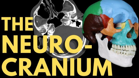 Cranial Bones, Sutures and Bony Landmarks | Skull Bone Anatomy ...